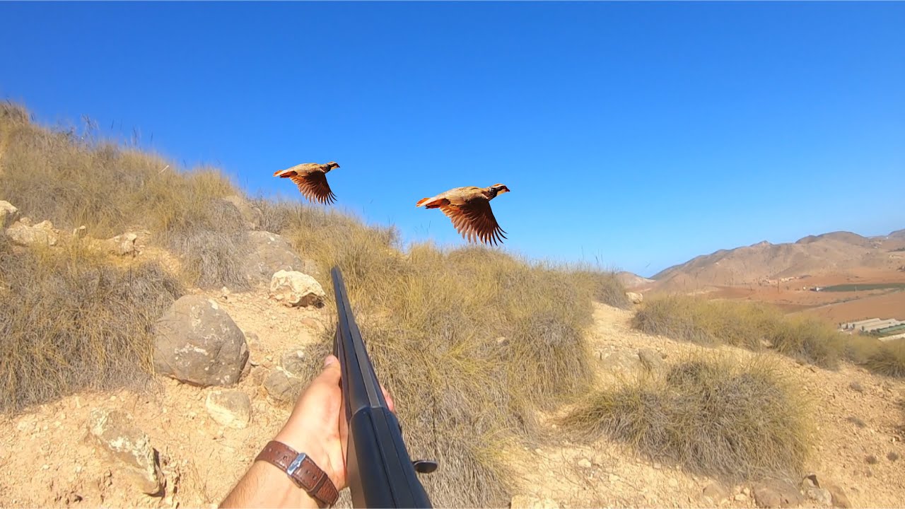 Chasse perdrix au maroc 2020 | Partridge hunting with english pointer ...