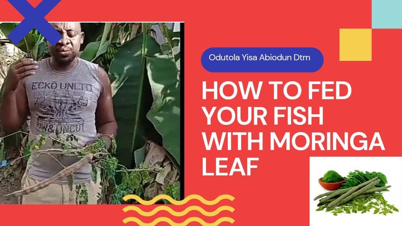 HOW TO FED YOUR FISH WITH MORINGA - YouTube