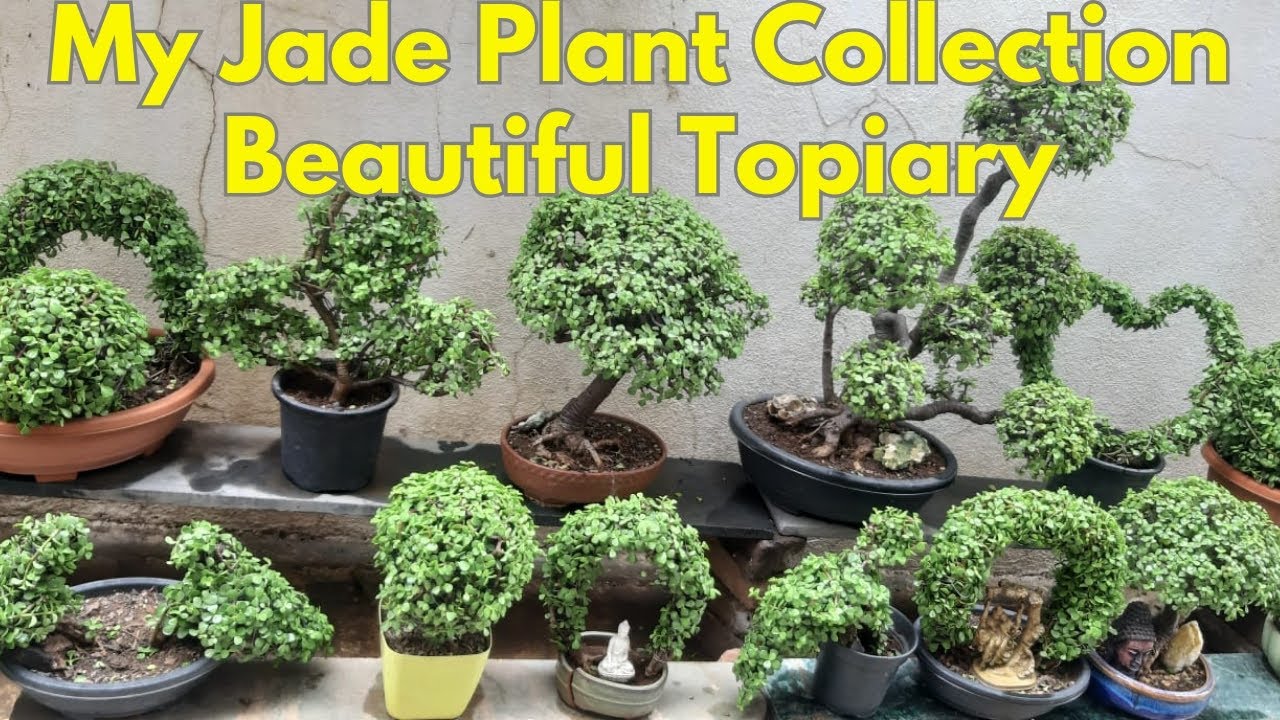 My Jade Plant Collection| Beautiful Topiary | मेरा जेड प्लांट संग्रह ...