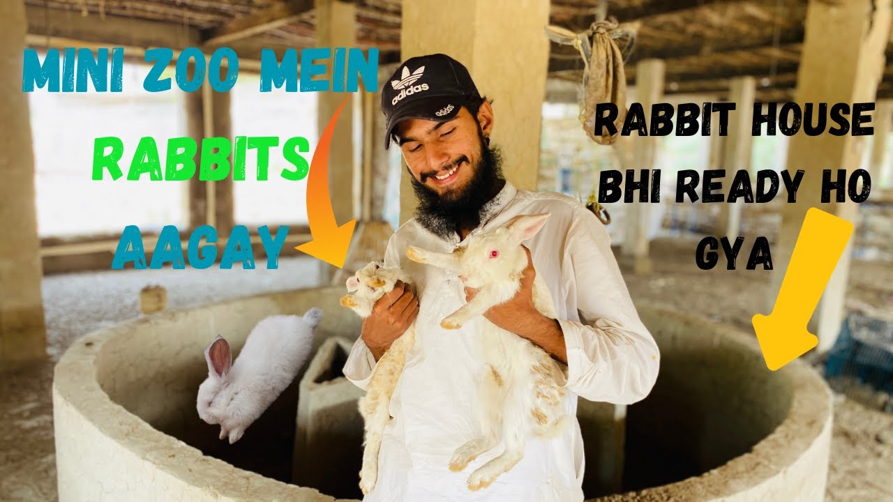 Mini Zoo Main Rabbits Agay 😍 - YouTube