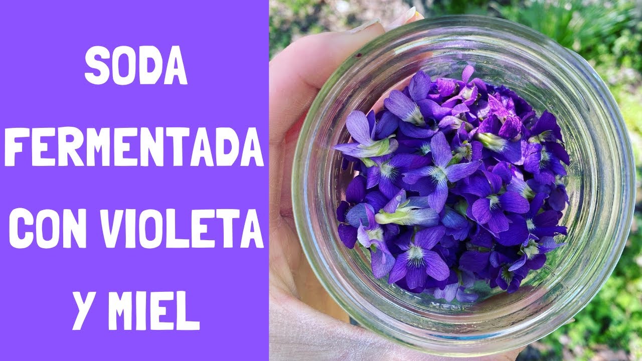 🌸Soda fermentada con VIOLETA Y MIEL 🌸 - YouTube