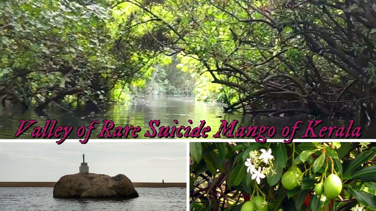 Kerala |Suicide Tree| Poisonous Mango|Backwaters - YouTube