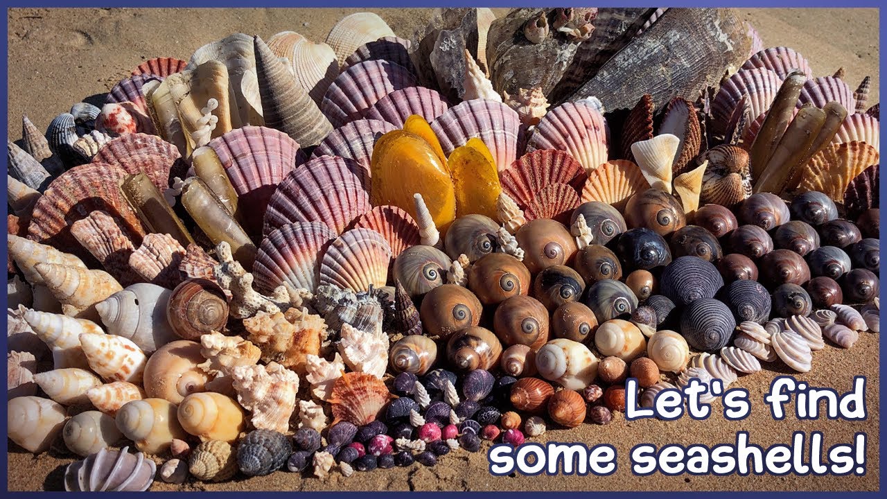 Finding Seashells in the Fog | Low Tide in the Mangroves #shelling # ...