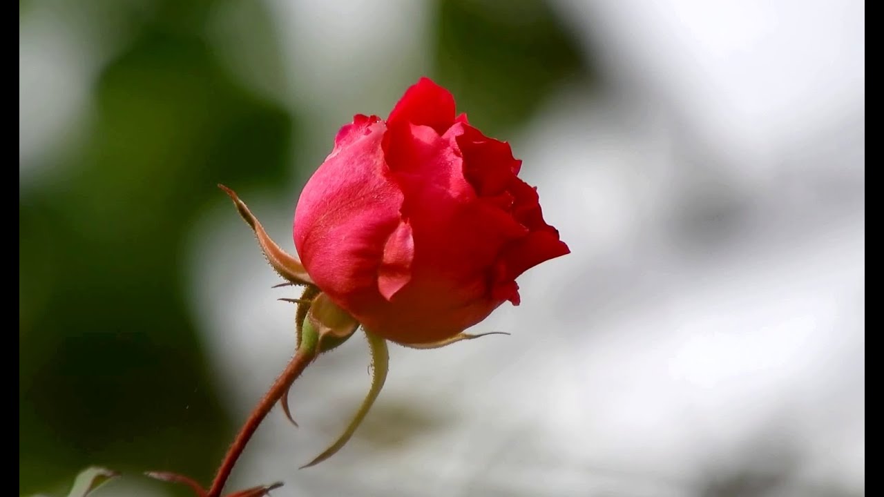 More than 50 High Quality Red Rose Flowers Best nature relaxing videos ...