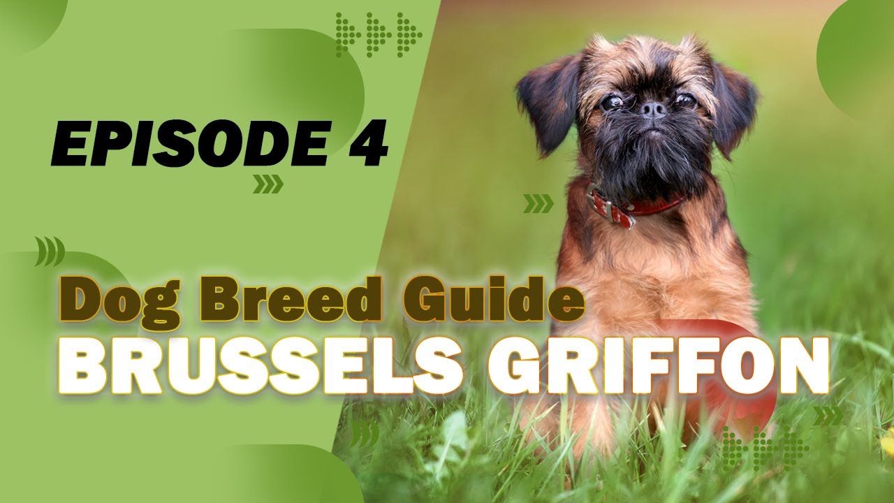 Brussels Griffon - All you need to know about this Dog Breed - YouTube