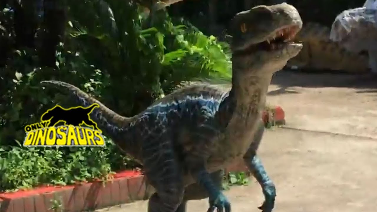 Animatronic dinosaur velociraptor blue - YouTube