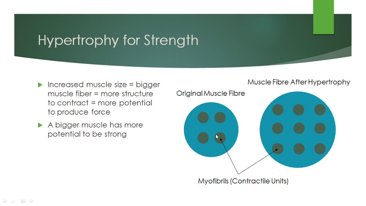 The Role of Hypertrophy for Maximum Strength Development | How Bigger ...