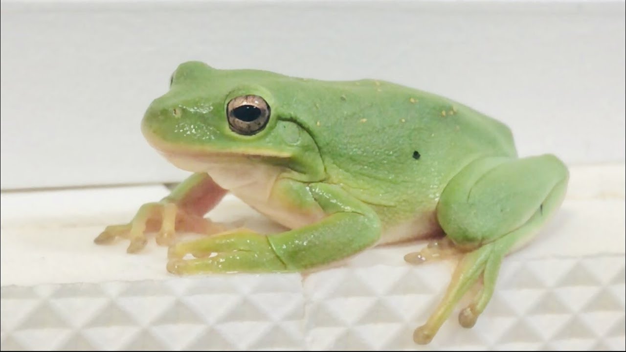 Frog Changes Color On Video - YouTube