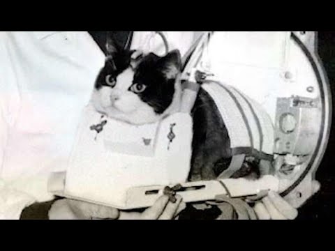 THE FİRST CAT LAUNCHED İNTO SPACE (Félicette) !!! - YouTube