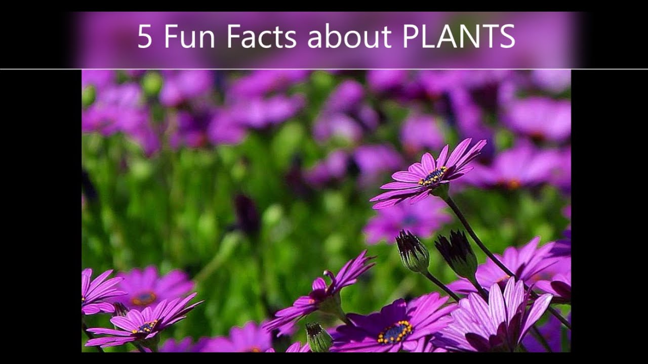 Fun Facts About Plants YouTube fun-facts-about-plants-youtube