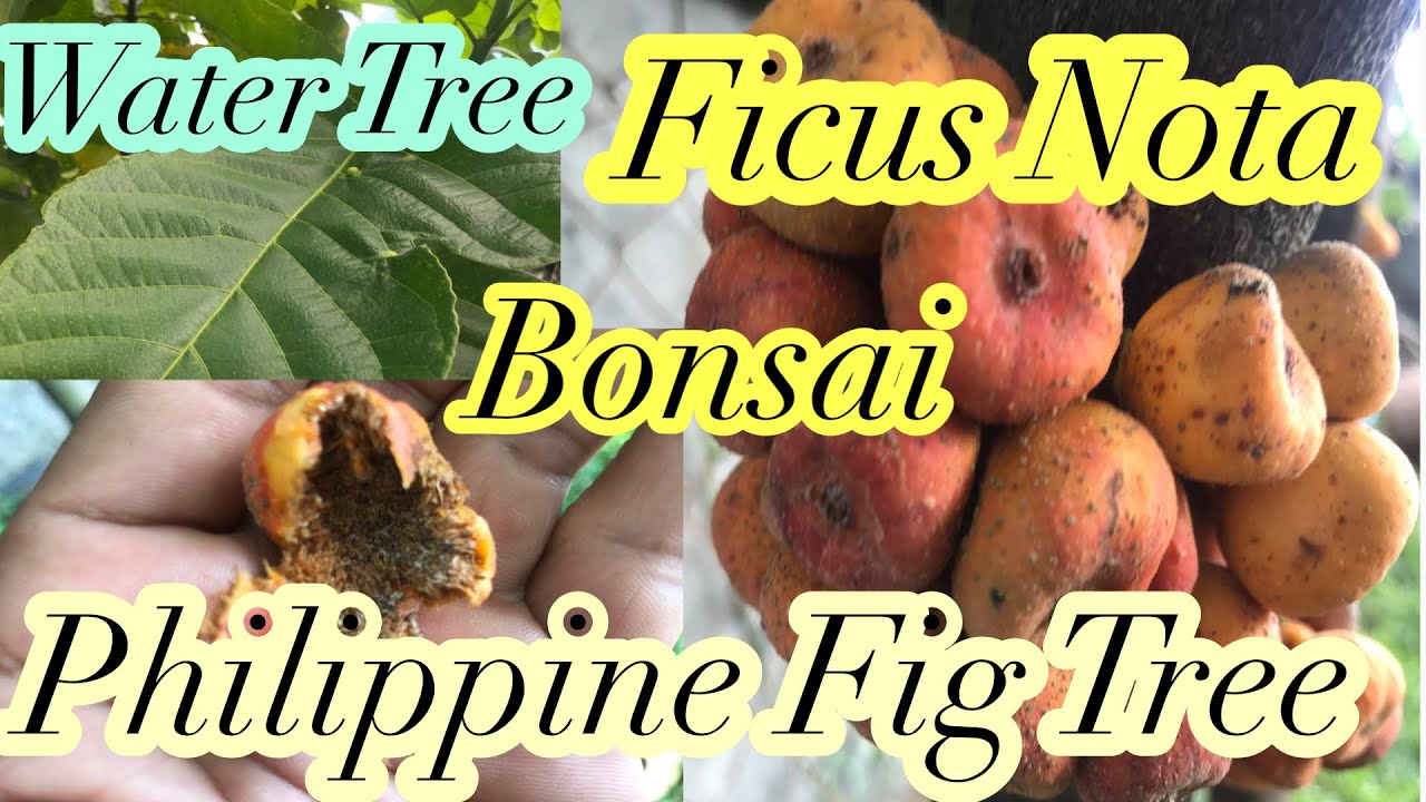 Hunting my Own Tibig Tree/Ficus Nota/Philippine Fig Tree Bonsai ...