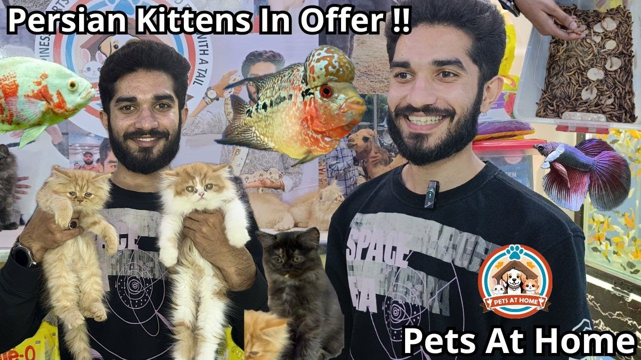 PET'S AT HOME | OFFER WALE KITTENS AVAILABLE | COMPLETE PET STORE IN ...