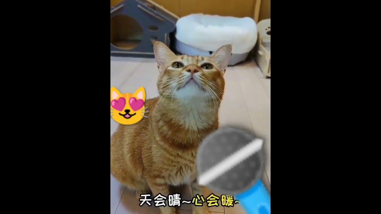 Singing Cat So Cute And Adorable Cat Singing Singingcat Adorable Youtube