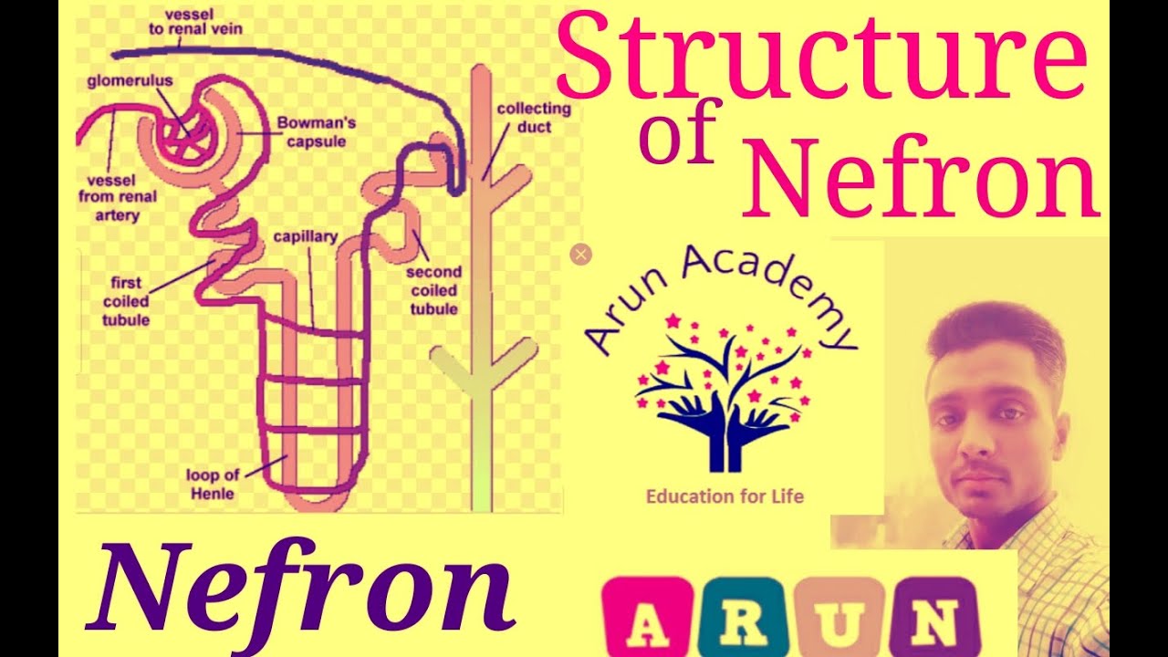Biology, Nefron, Structure of Nefron , Human physiology,10th ,11th ...