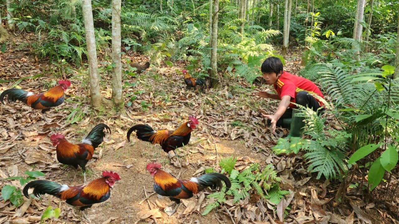The boy set a trap and unexpectedly caught a flock of wild chickens ...