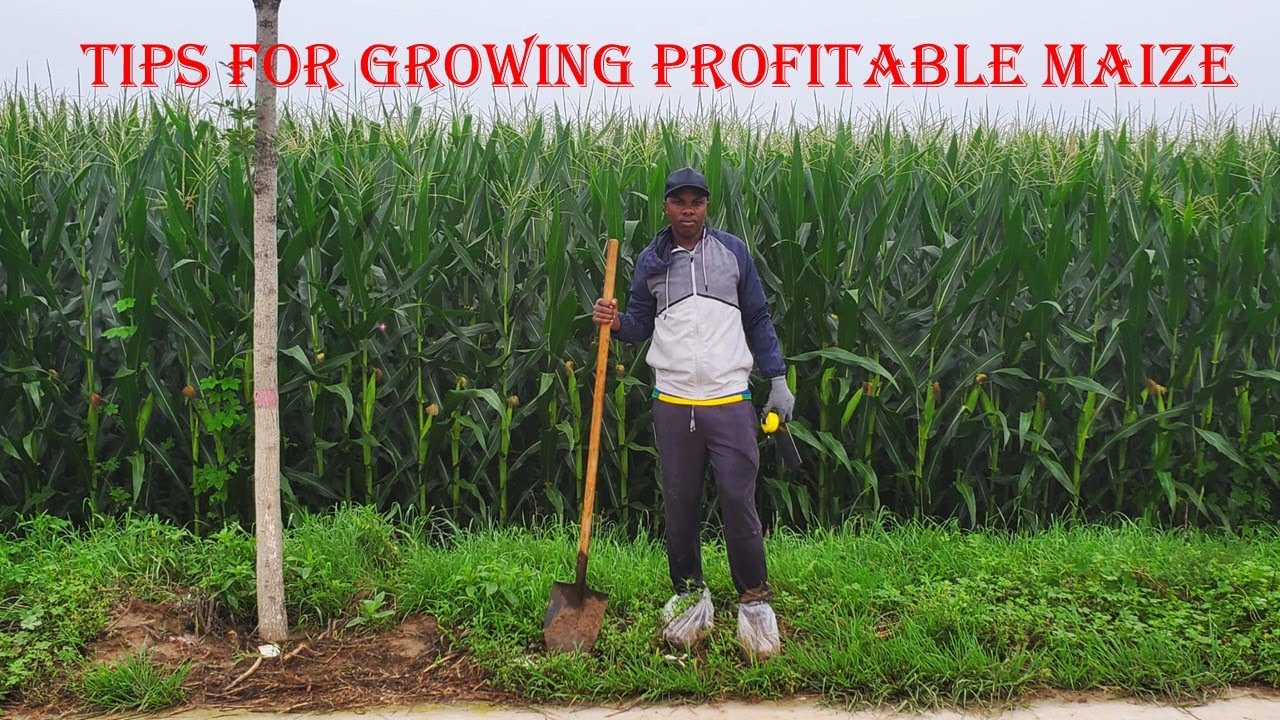 Tips for Growing Profitable Maize in Tanzania - YouTube