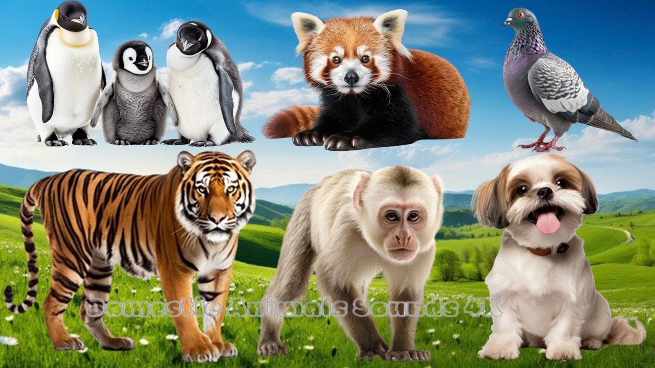 Cute Baby Monkeys: Gecko, Lamb, Buffalo, Monkey, Koala bear, Tiger ...