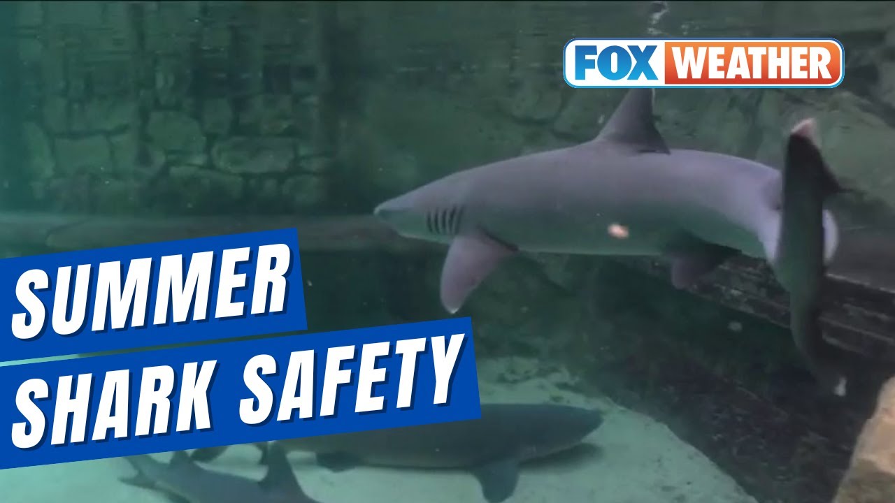 Learning Tips For Shark Safety As Summer Heats Up - YouTube