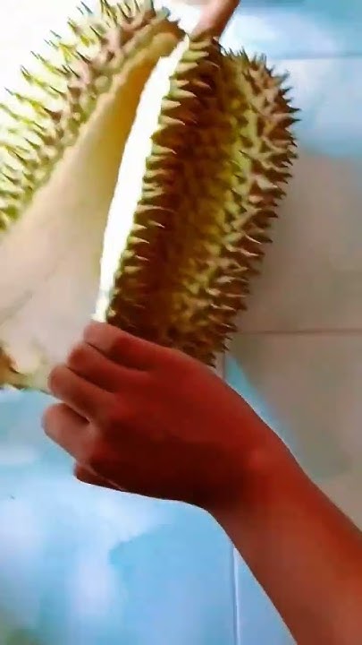 Belah buah durian hasilnya sangat mencengangkan #shorts - YouTube