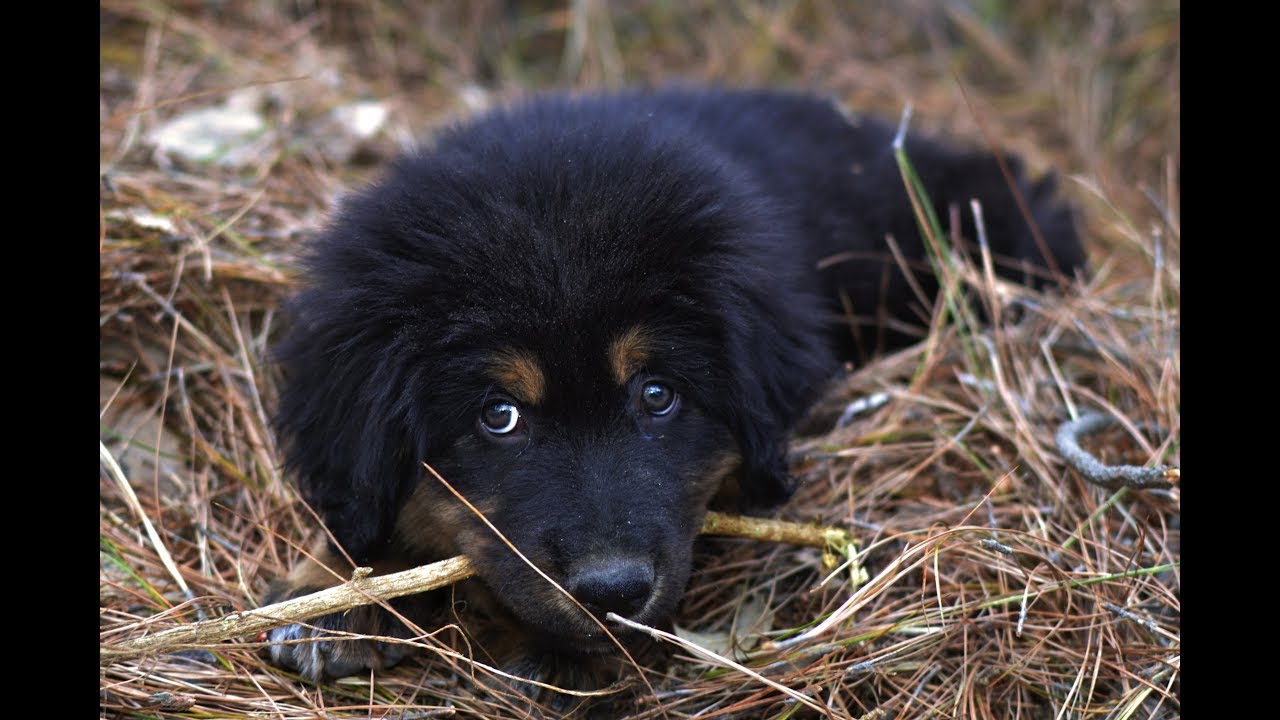 Himalayan Sheep / Gaddi Dog May 2019 - YouTube