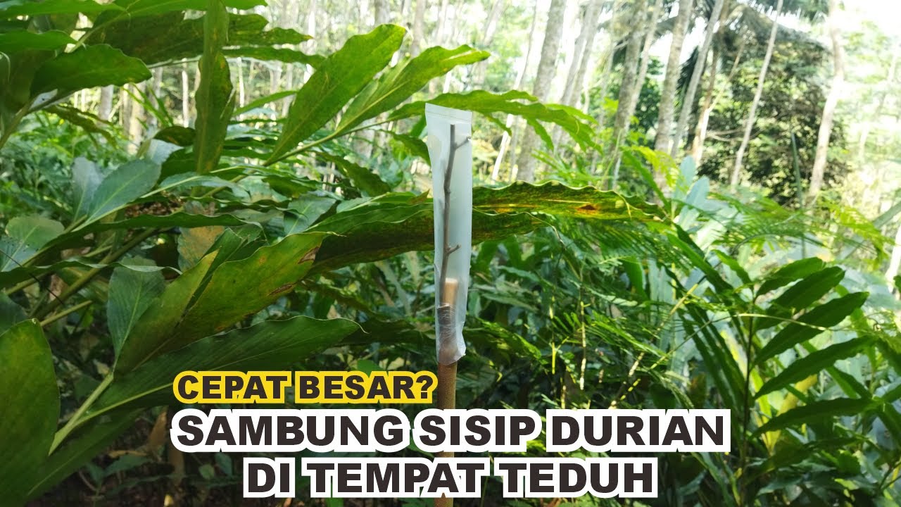 Sambung Sisip Untuk Pemula Di Kebun Durian Milik Mas Dayat Wonosobo ...