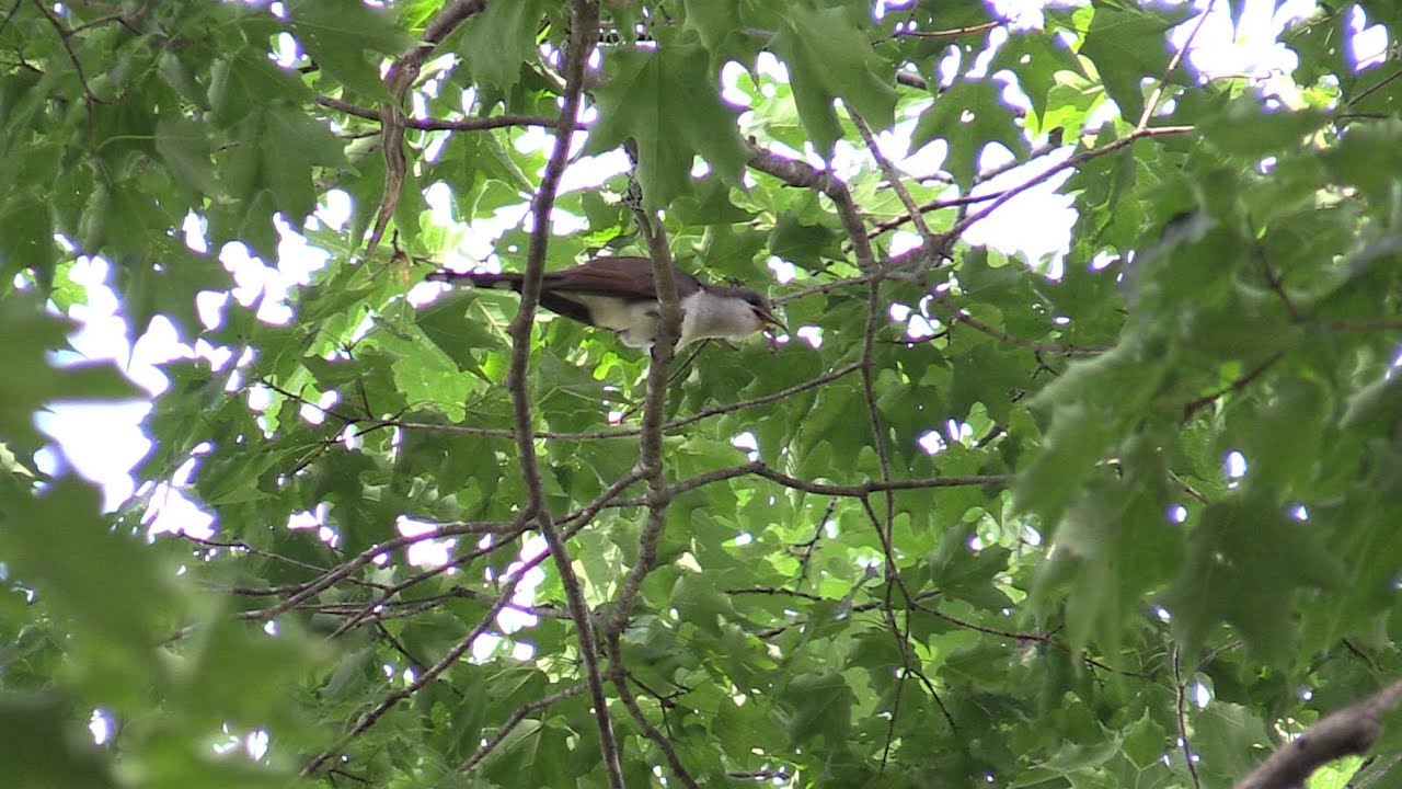 Yellow-Billed Cuckoo & Other Sights & Sounds of Summer - YouTube
