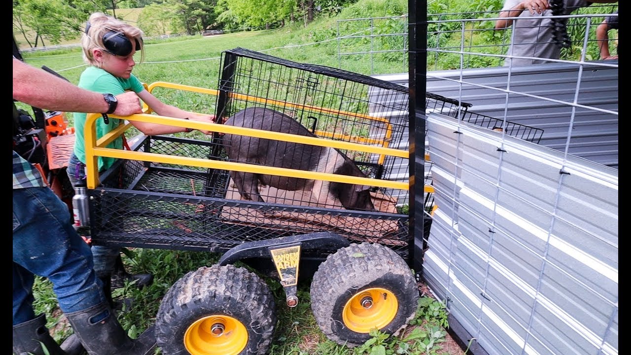Moving Pigs Across Farm One small Trailer at a Time - YouTube