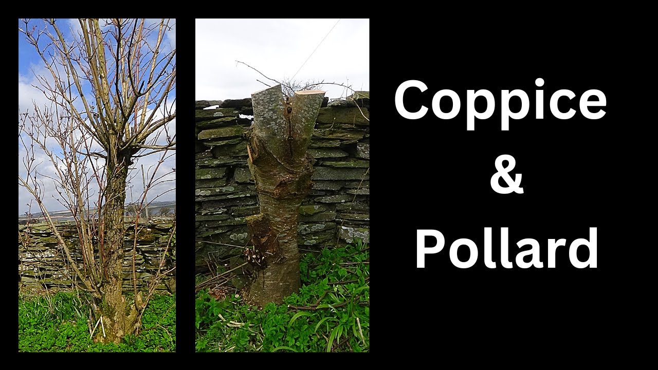 Coppice And Pollard How And Why YouTube coppice-and-pollard-how-and-why-youtube