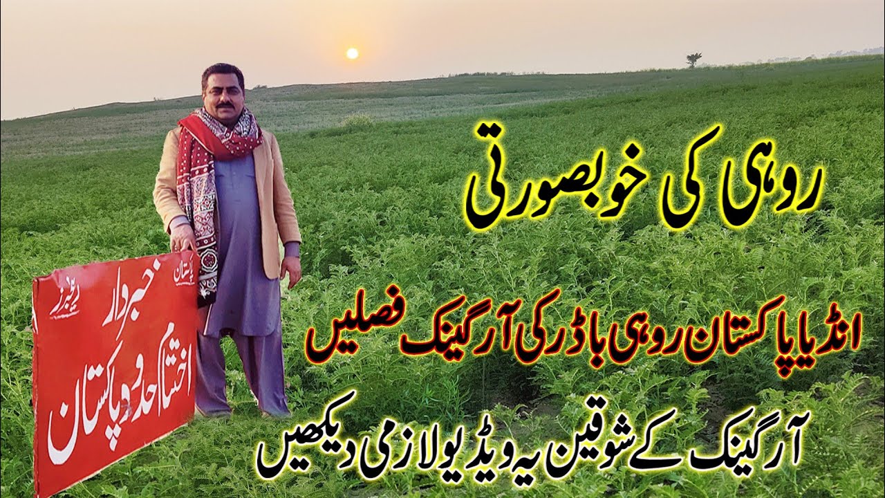 organic crops India Pakistan rohi border area | chickpea crop in ...