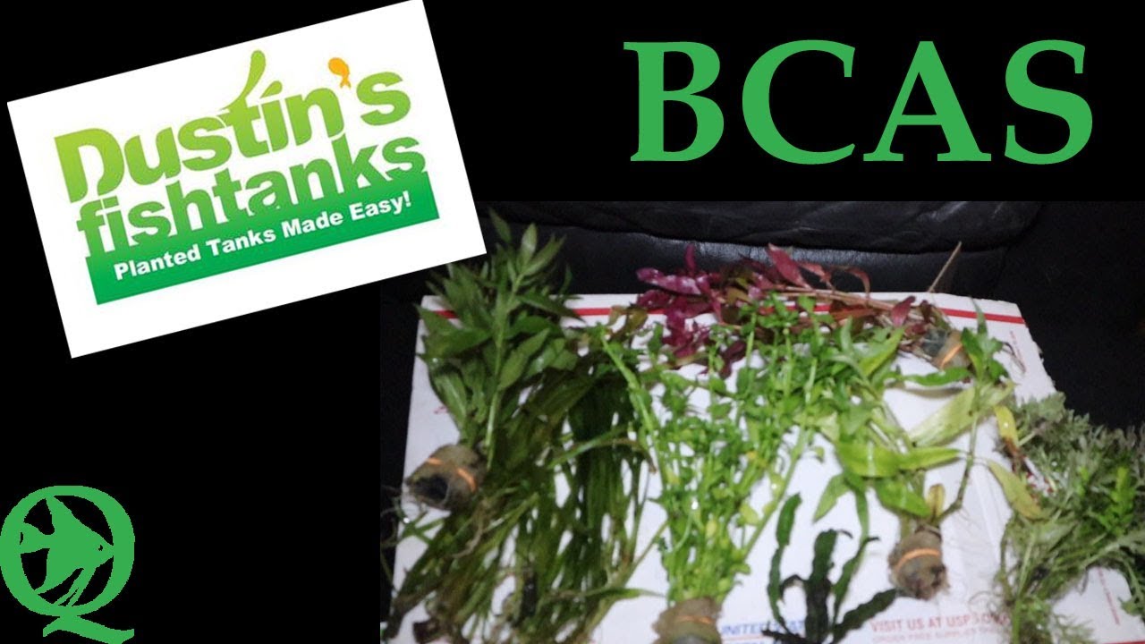 Aquatic Plants From Dustins Fishtanks Unboxing - YouTube