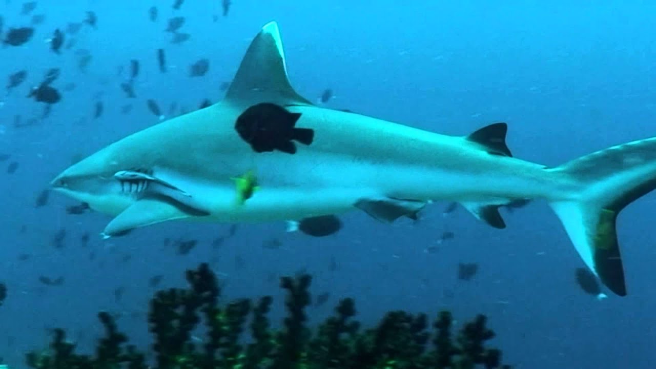 grijze rifhaai - YouTube