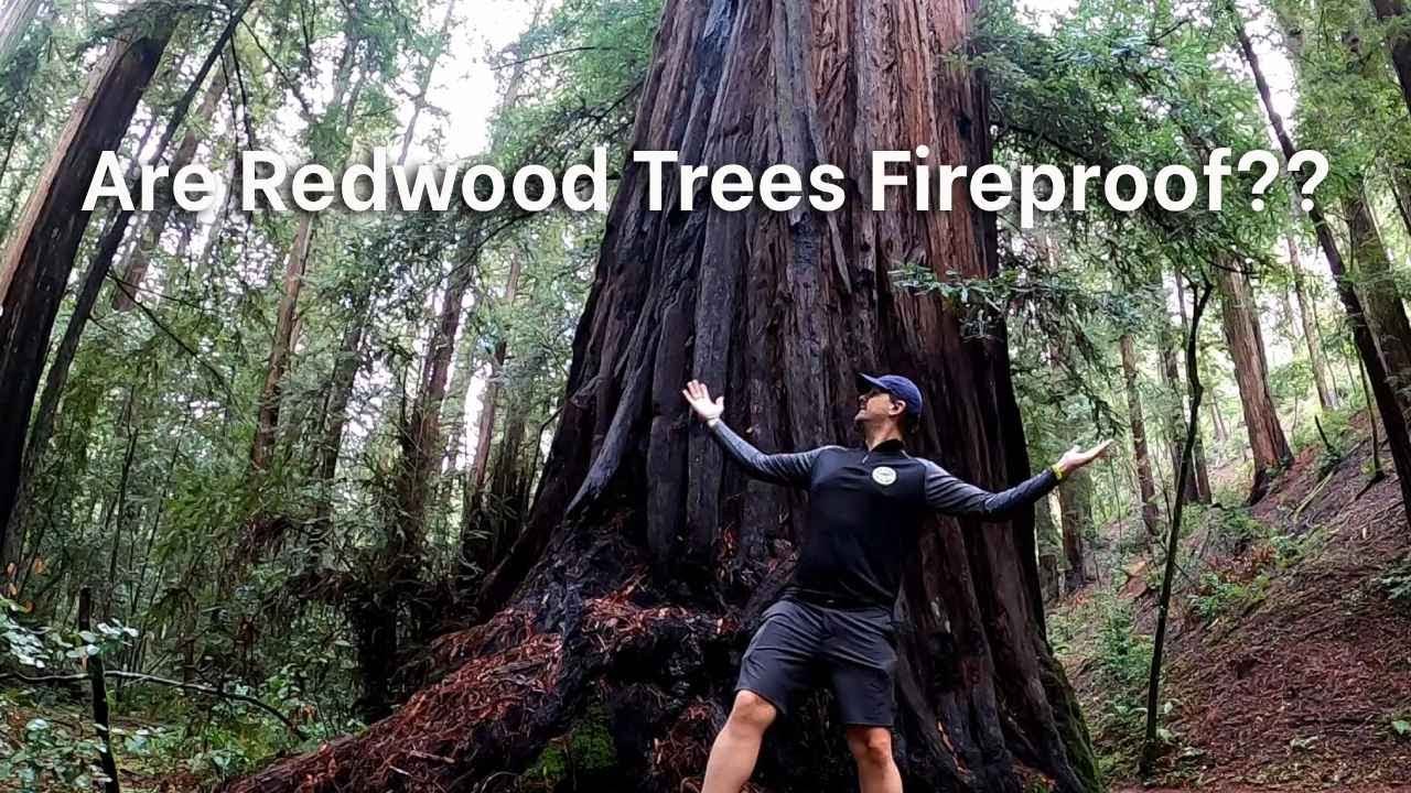 1500 Year Old Trees, Banana Slugs, and Giant Fungi: Armstrong Redwoods ...