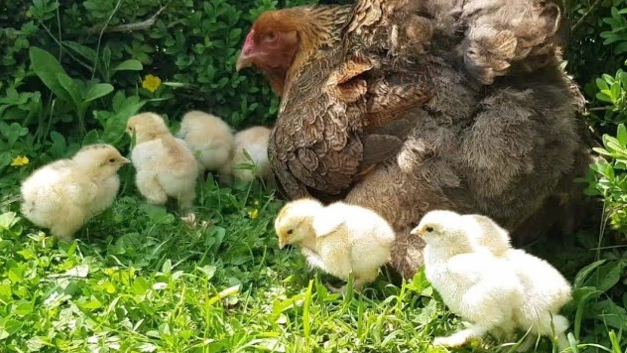 12 Chicks and their MUM |Brahma Gold Chicken - Video 4K - YouTube