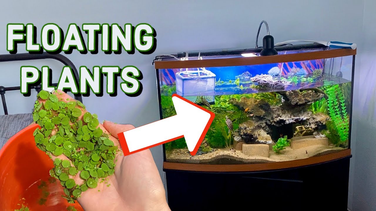 NEW FLOATING PLANTS for Aquarium!!! - YouTube