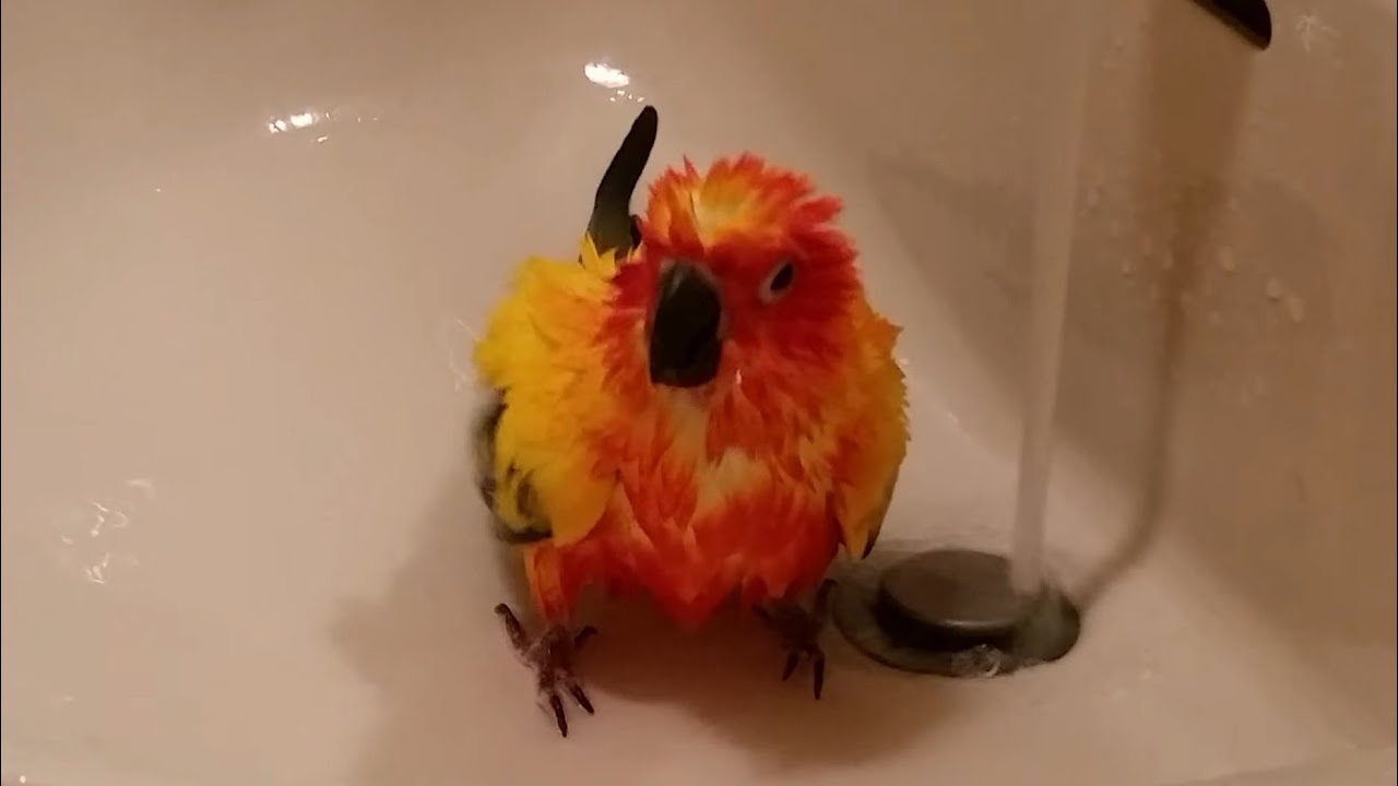 Sun conure Rio taking a bath - YouTube