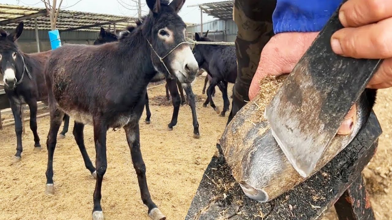Deformed Donkey Hooves Need To Be Trimmed Urgently, The Donkey Runs ...