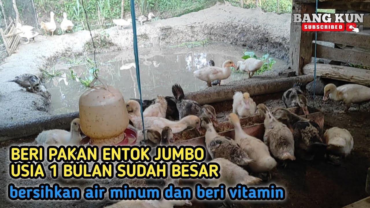 BERI PAKAN ENTOK JUMBO USIA 1 BULAN || CARA TERNAK ENTOK UNTUK PEMULA ...