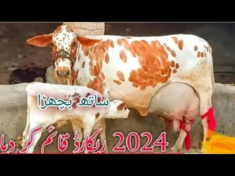cholistani garsi cross cow for sale in Pakistan nu 03017259262 - YouTube