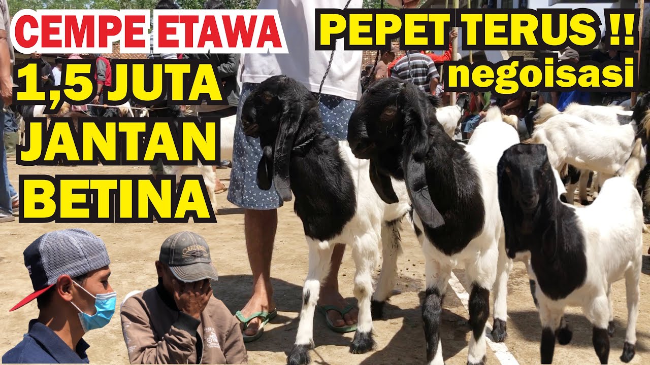 PEPET TERUS !! CEMPE ETAWA 1,5 JUTA MASIH NEGO JANTAN BETINA || PASAR ...