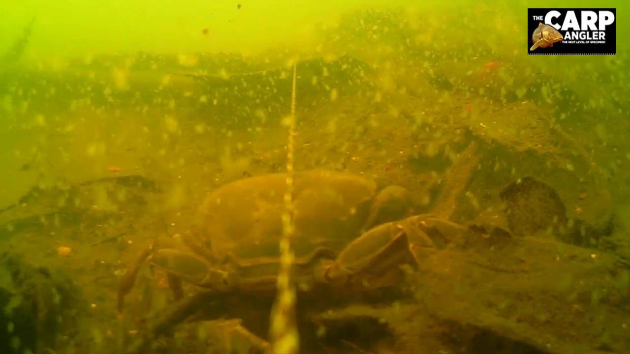 Wemmer Pan - Crab Ally - YouTube