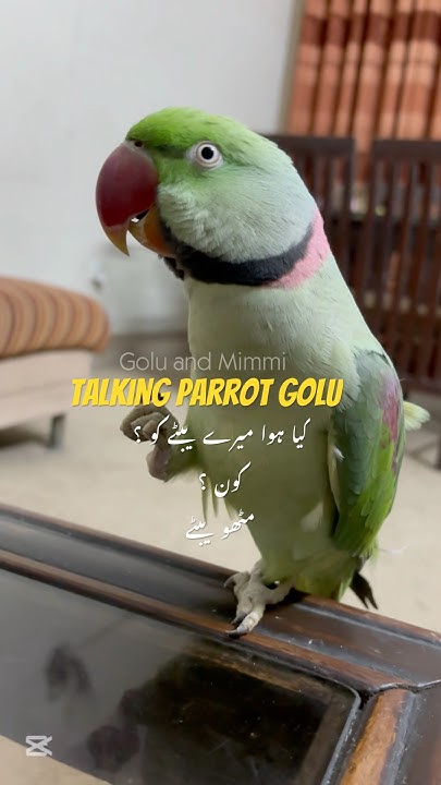 Talking Parrot Golu #bolnewalatota #mitthu #talkingparrot #parrot #raw #funnybirds - YouTube