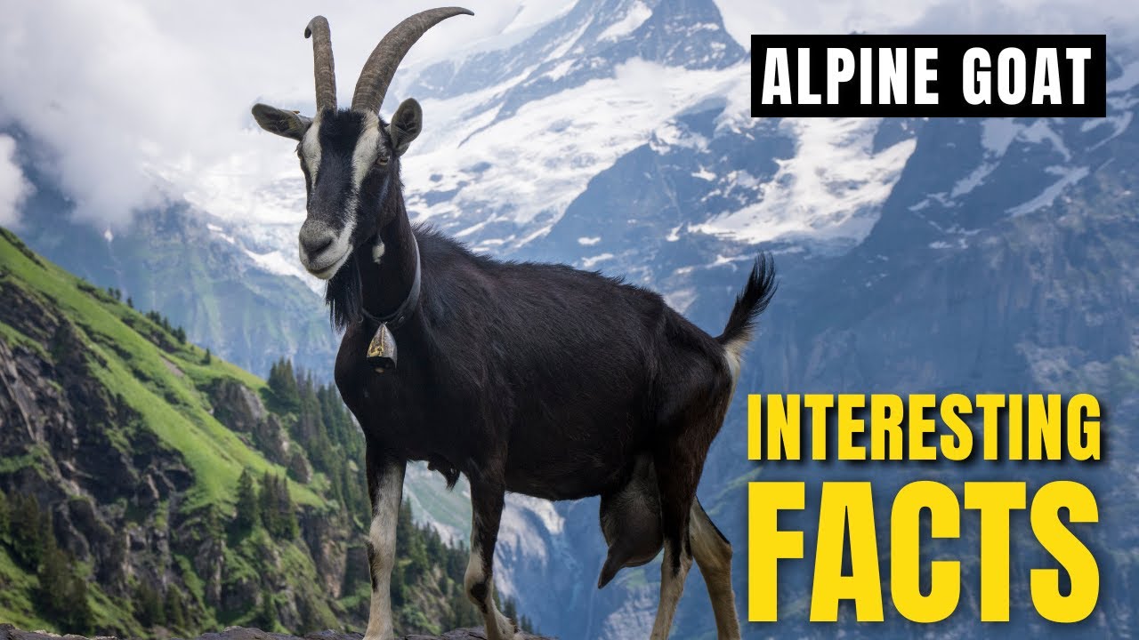 Amazing facts of Alpine goat | Interesting Facts | The Beast World ...