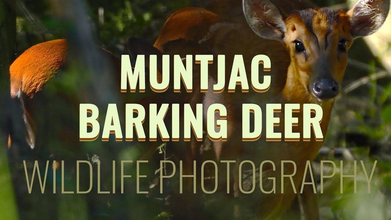 Wildlife Photography Muntjac Barking Deer In National Park Breeding ...
