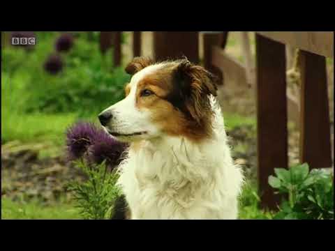 Old Pop Song - Big Barn Farm - YouTube