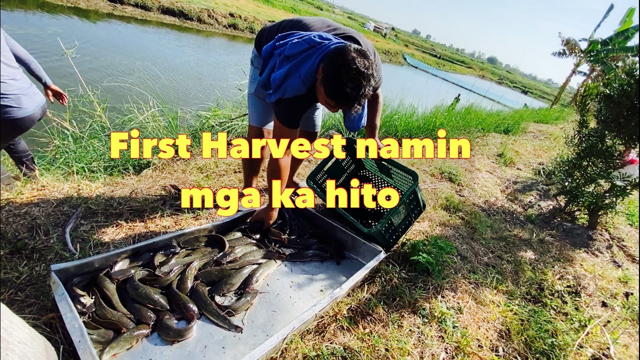 First Harvest ng Hito - YouTube