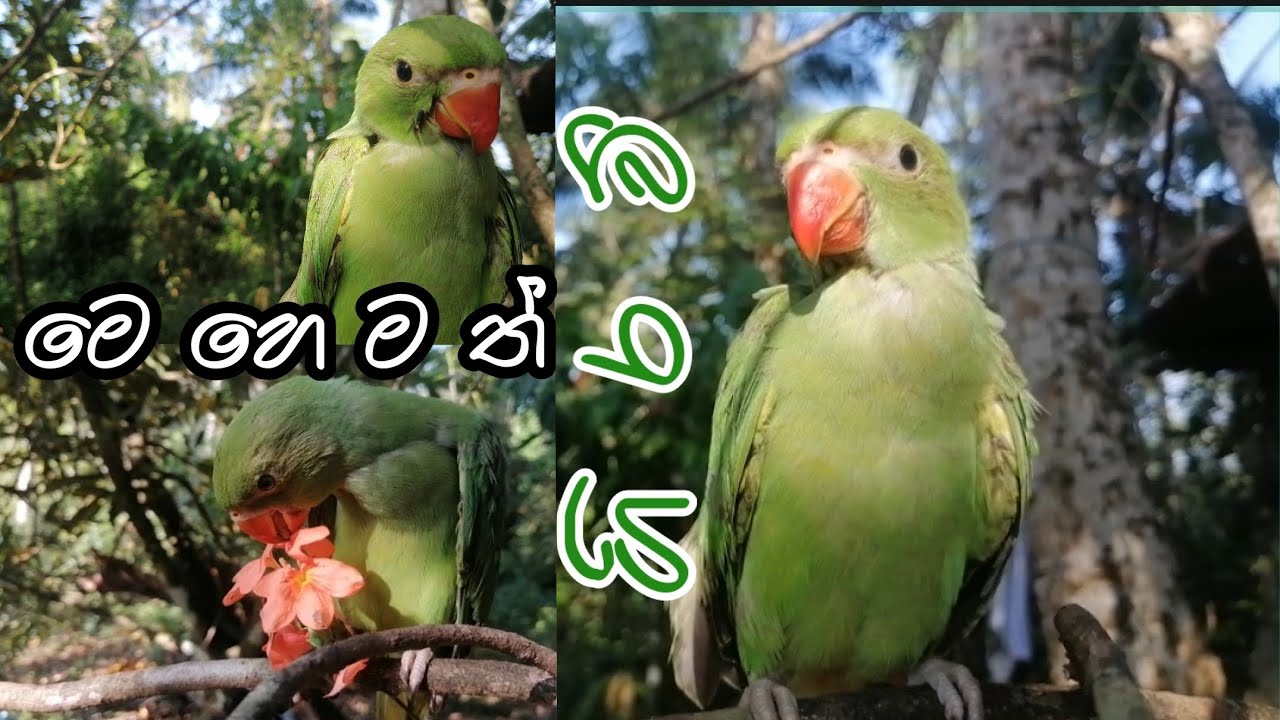 ගිරව් ගැන මේ විස්තර දැනගෙන හිටියා ද | කුරුලු ලොවේ සුවිශේෂී ම යාළුවා ...