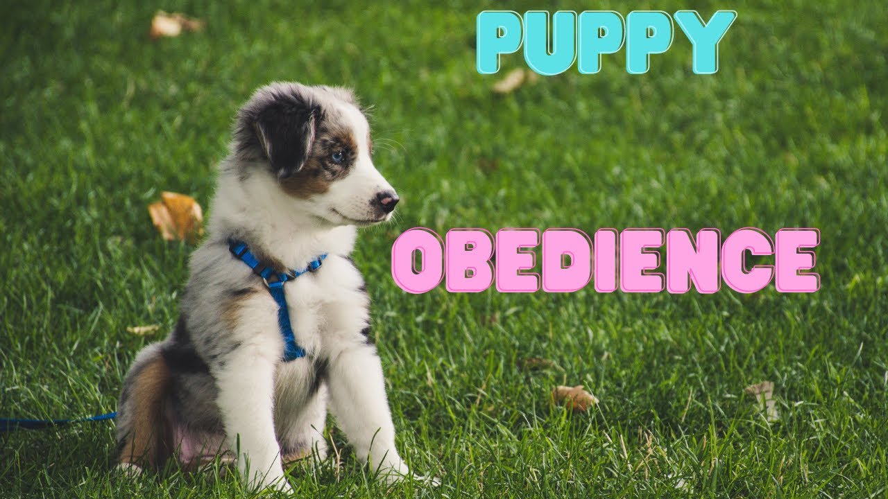 Puppy Obedience - Getting Started On The Right Paw - YouTube