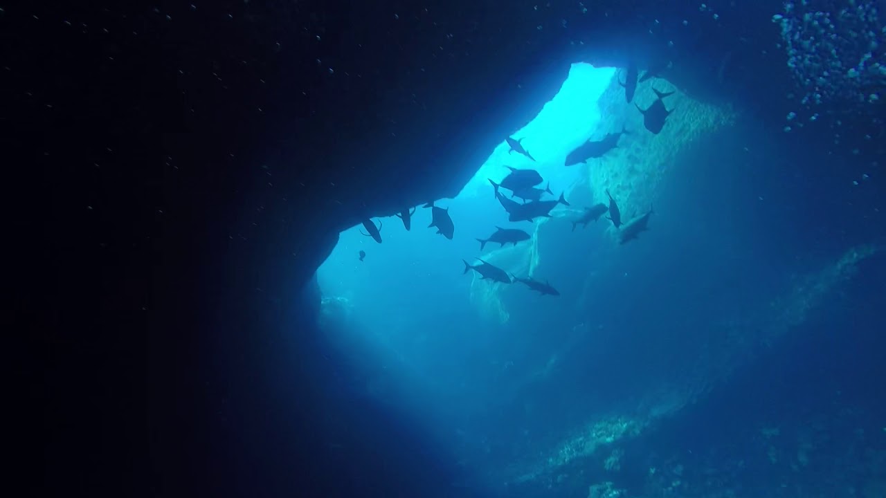 Shark cathedral - black tip sharks Mauritius - YouTube