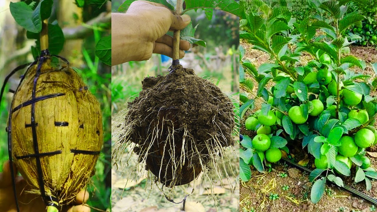 Taiwan Guava Cultivation Yield of Guava How to Air Layering Guava Tree ...