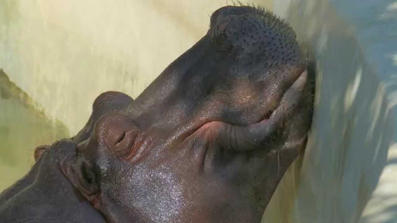 Zoo - Budapesti Állatkert * viziló - Hippo # Panasonic FZ-1000 4K UHD ...